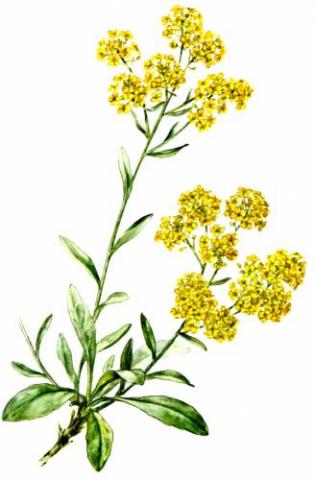 Бурачок скальный (Alyssum saxatiie) | Объединение Садоводов России